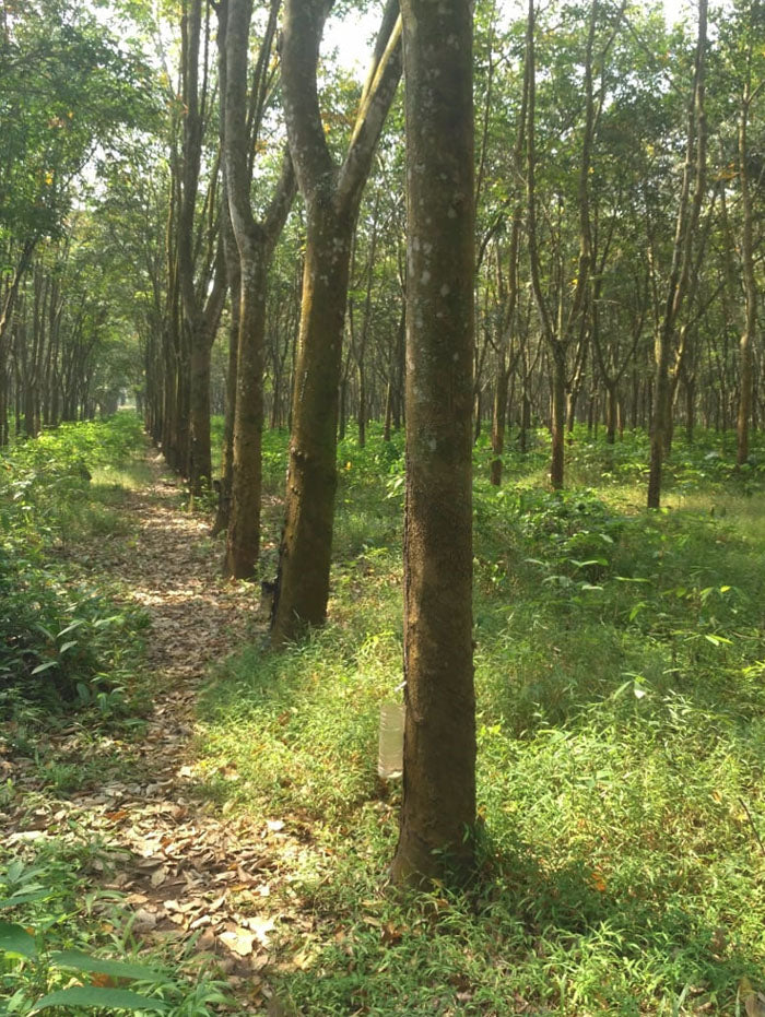 Rubberwood explained: a sustainable alternative – Tender Leaf